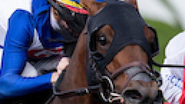 Dashman | America's Best Racing